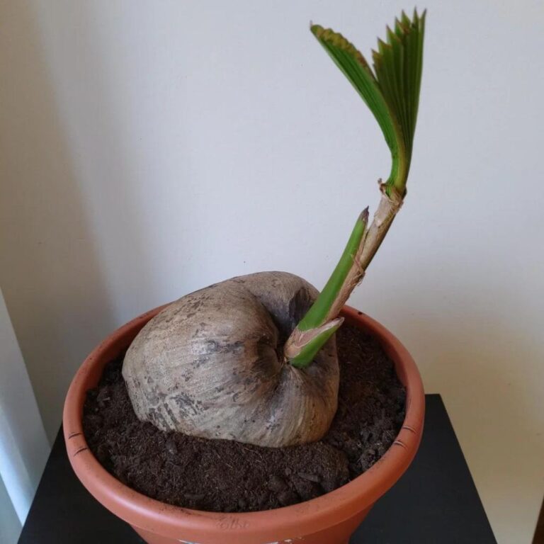 Planting a Coconut Tree at Home: From Seed to Palm - Complete Gardening