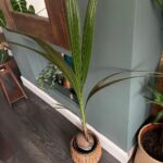 Planting a Coconut Tree at Home: From Seed to Palm - Complete Gardening