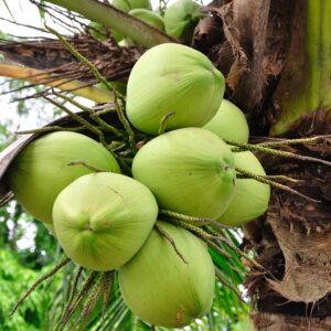 Planting a Coconut Tree at Home: From Seed to Palm - Complete Gardening