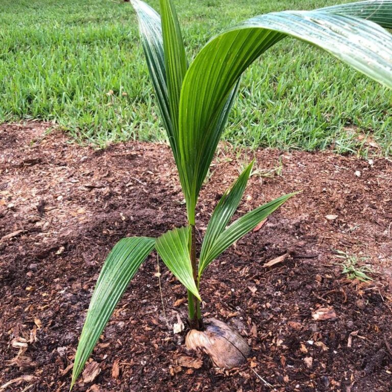 Planting a Coconut Tree at Home: From Seed to Palm - Complete Gardening