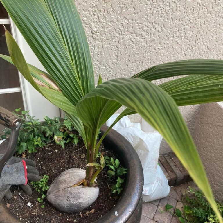 Planting a Coconut Tree at Home: From Seed to Palm - Complete Gardening