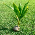 Planting a Coconut Tree at Home: From Seed to Palm - Complete Gardening