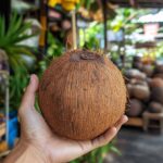 Planting a Coconut Tree at Home: From Seed to Palm - Complete Gardening