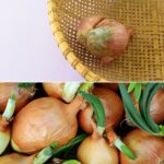 How to Store Onions Properly So They Stay Fresh for Months - Complete ...
