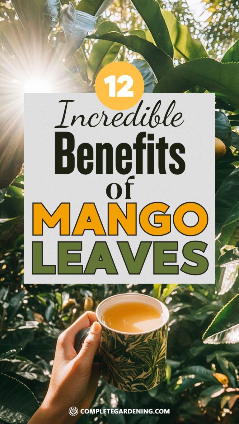 12 Incredible Benefits of Mango Leaves You Never Knew About! - Complete ...