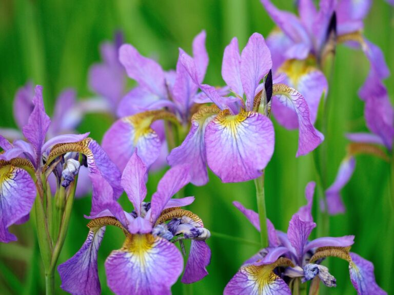 Toxic Blooms: 35 Flowers That Can Be Dangerous - Complete Gardening