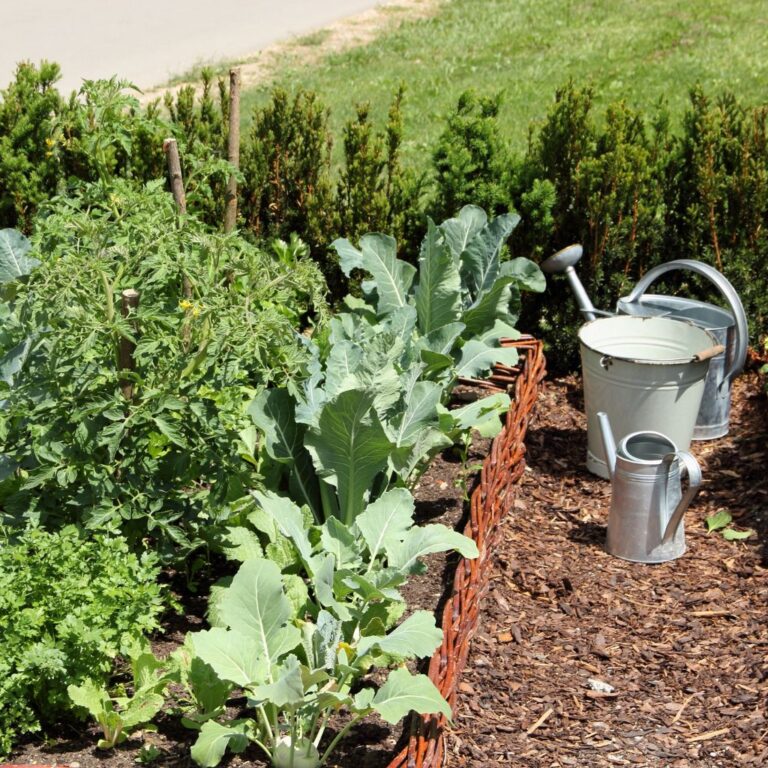 Is Aspirin the Secret to Supercharging Your Vegetable Garden ...