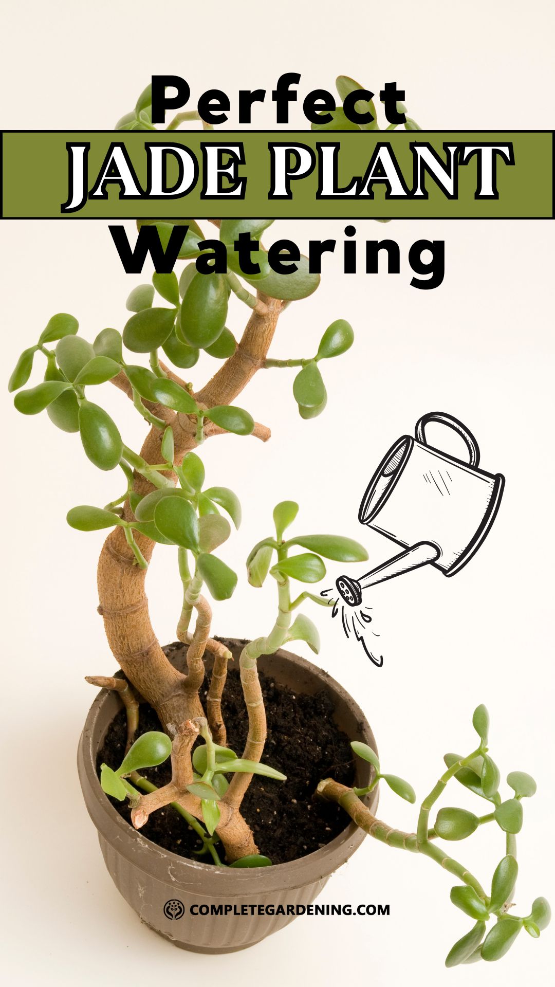 Jade Plants: The Right Watering Method for Success - Complete Gardening