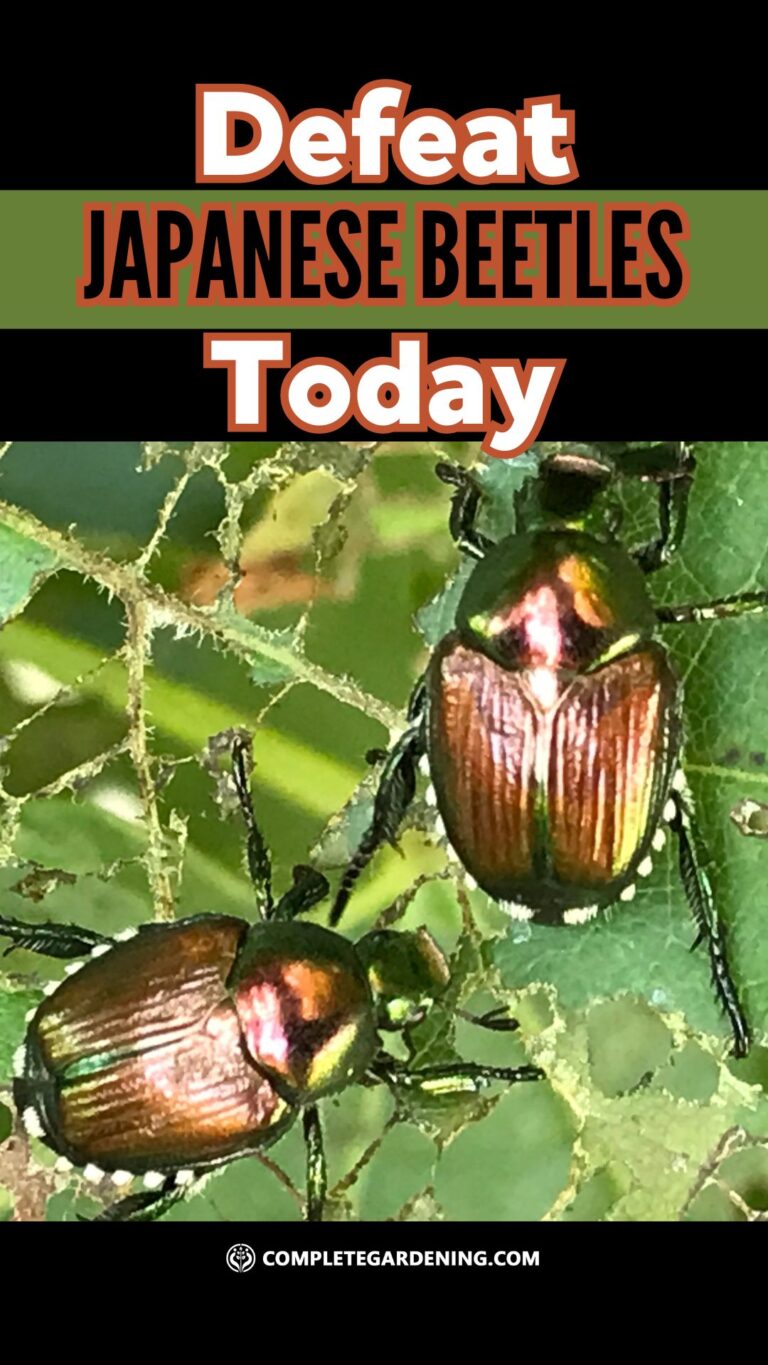 Japanese Beetles Taking Over? Here’s How To Stop Them - Complete Gardening