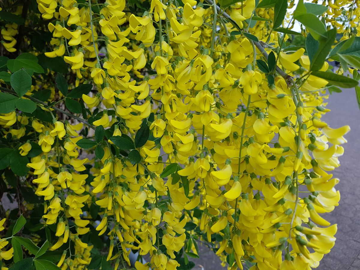 Toxic Blooms: 35 Flowers That Can Be Dangerous - Complete Gardening