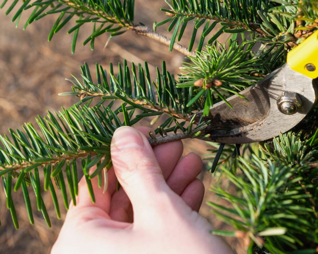 Pruning Schedule for Your Garden: Best Times to Trim - Complete Gardening