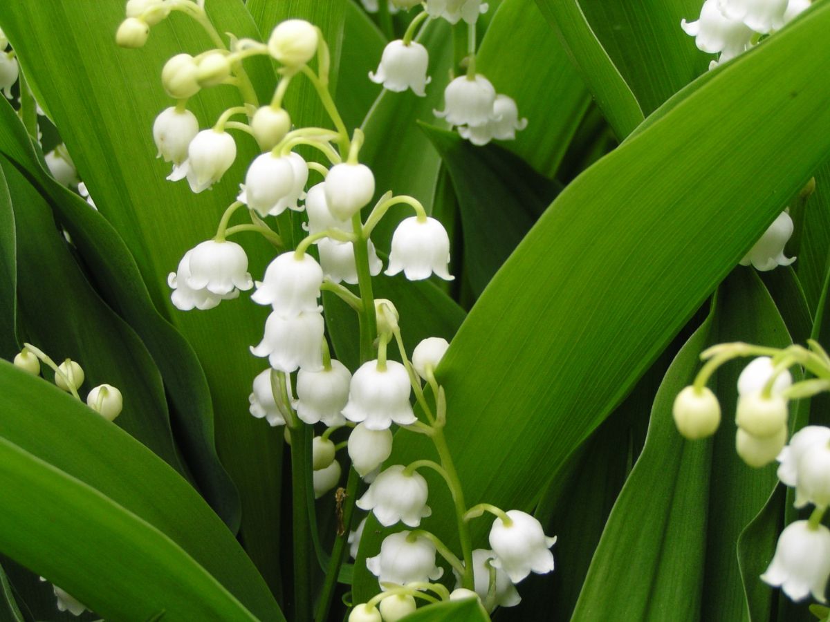 Toxic Blooms: 35 Flowers That Can Be Dangerous - Complete Gardening