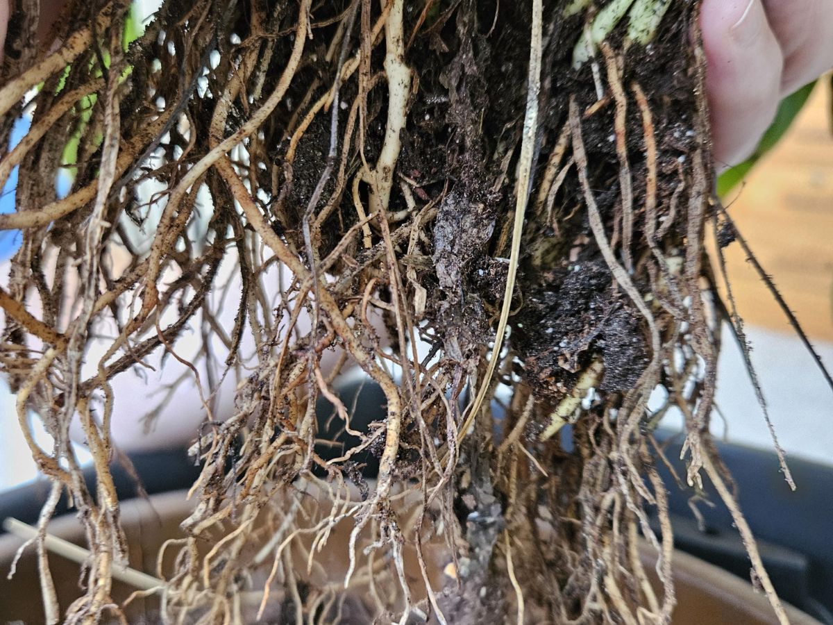 Orange Lilies Made Easy: A Step-by-Step Guide - Complete Gardening