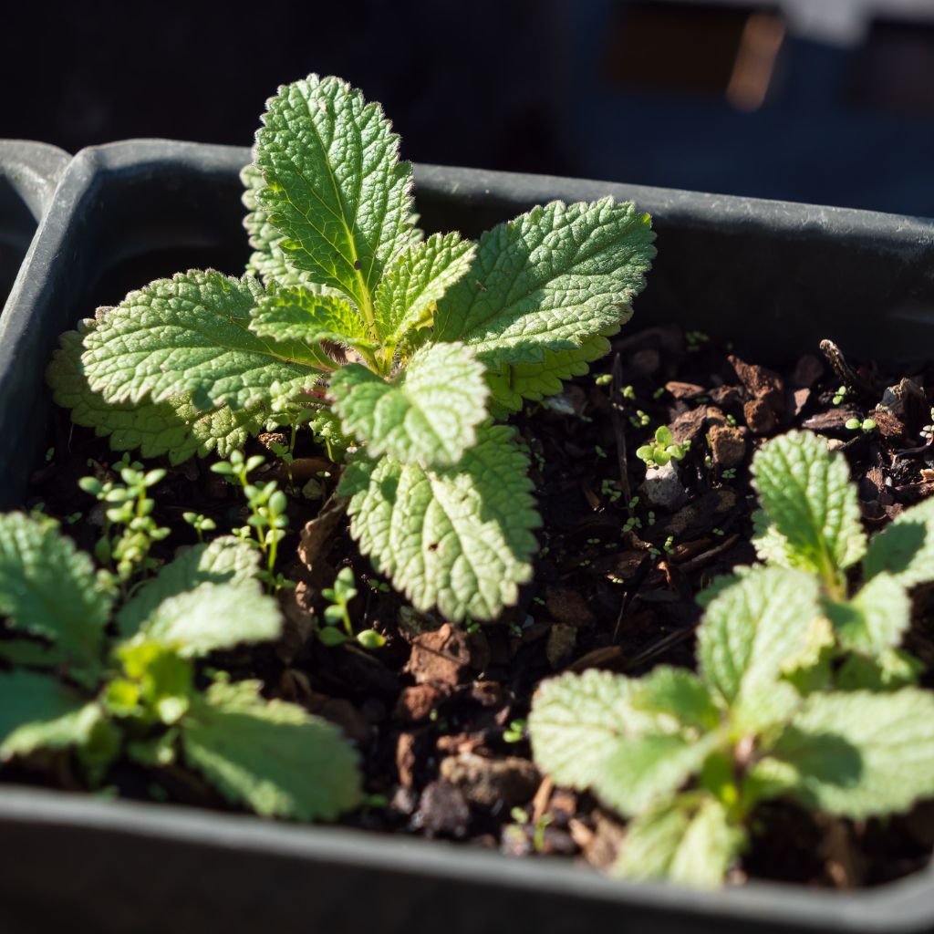 Mint to Be! Grow Fresh Mint in Containers—No Garden Needed - Complete ...