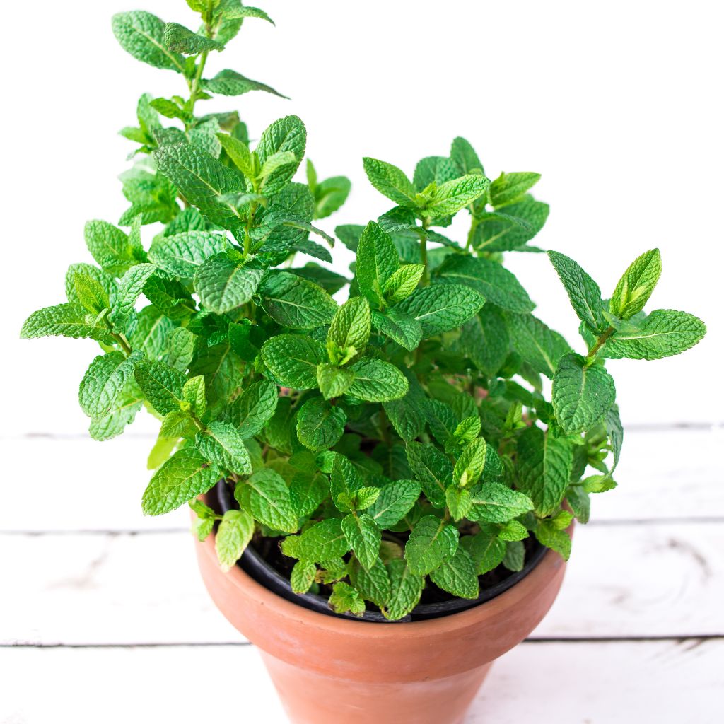 Mint to Be! Grow Fresh Mint in Containers—No Garden Needed - Complete ...
