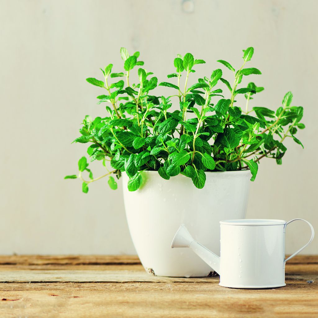 Mint to Be! Grow Fresh Mint in Containers—No Garden Needed - Complete ...