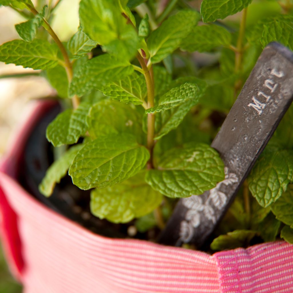 Mint to Be! Grow Fresh Mint in Containers—No Garden Needed - Complete ...