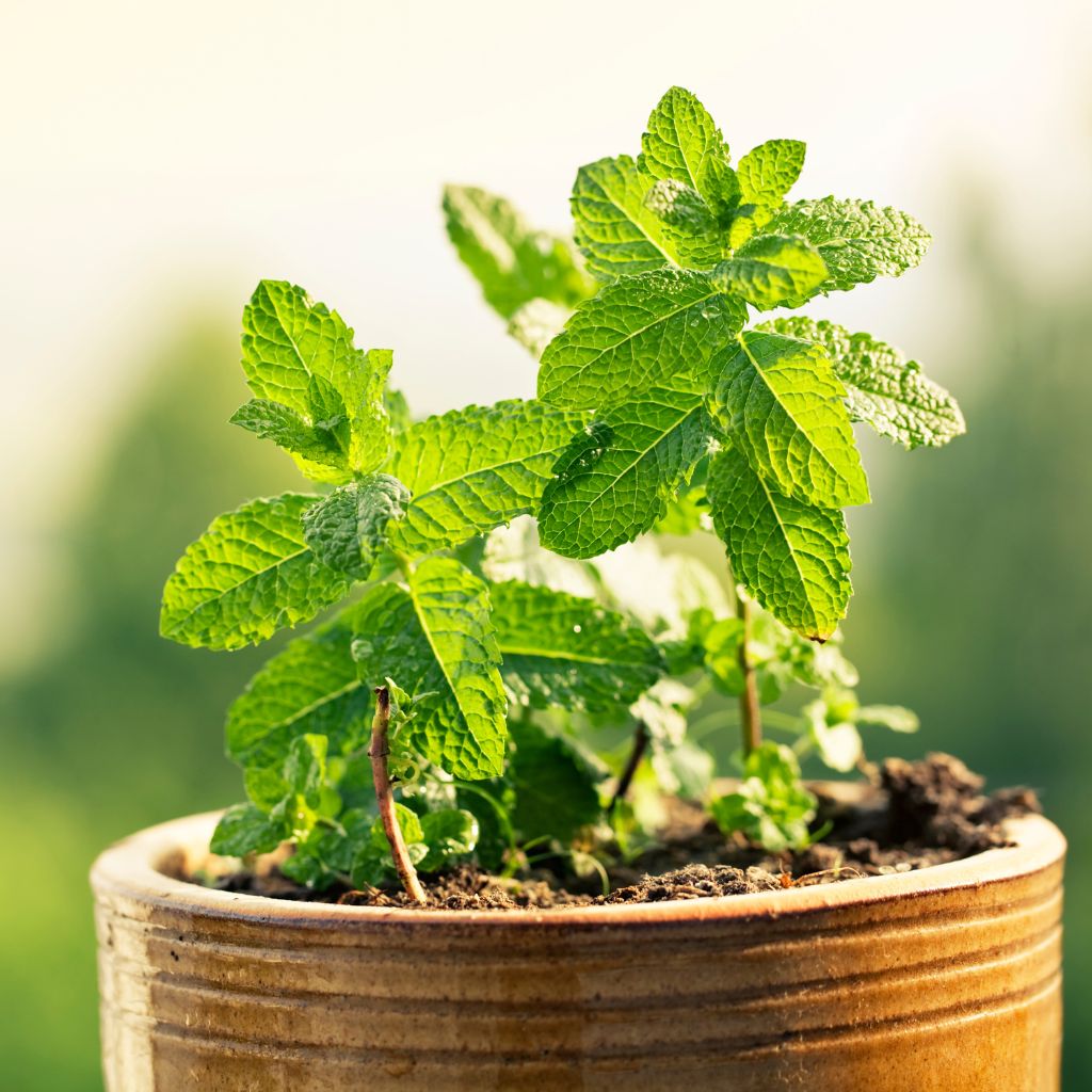 Mint to Be! Grow Fresh Mint in Containers—No Garden Needed - Complete ...