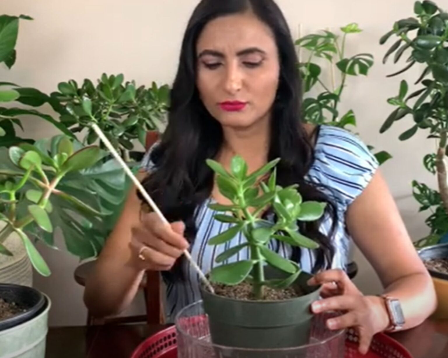 Jade Plants: The Right Watering Method for Success - Complete Gardening