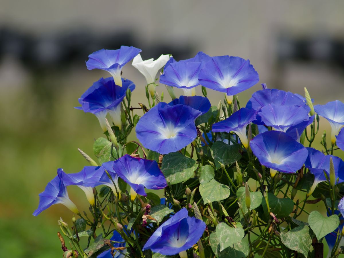 Toxic Blooms: 35 Flowers That Can Be Dangerous - Complete Gardening