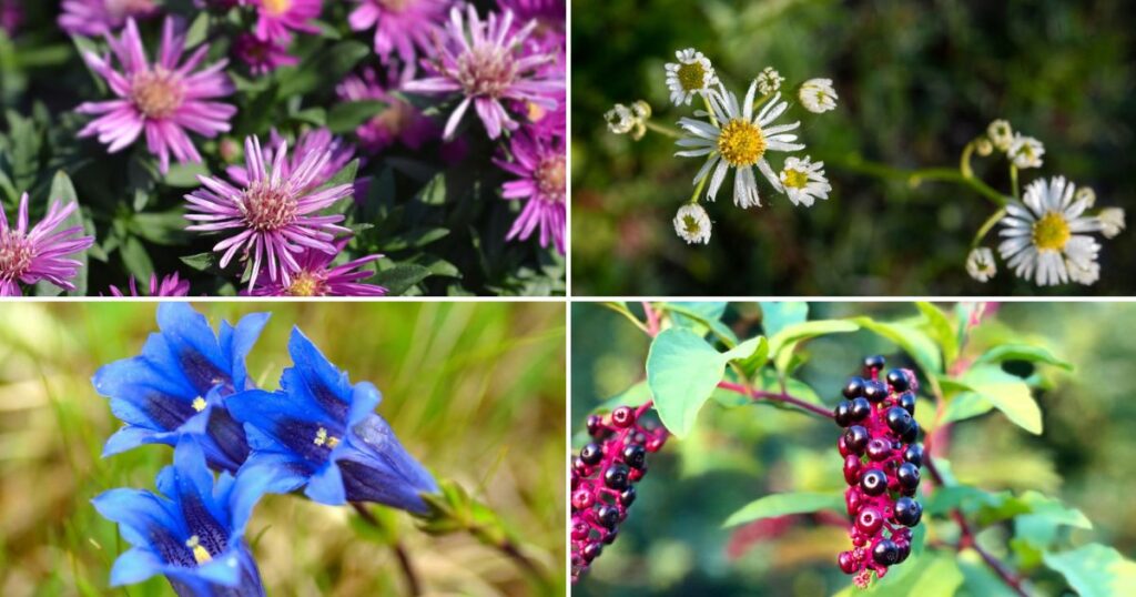 Nature's Autumn Palette: 34 Native Flowers Bringing Gardens to Life ...