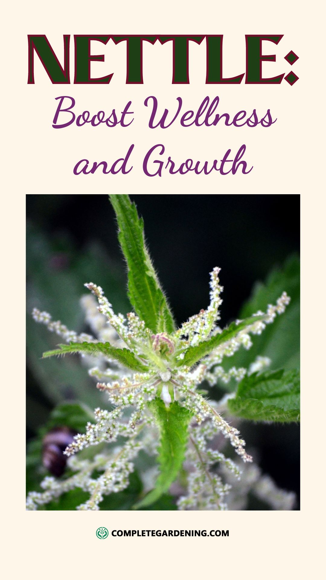 Nettle: Your Secret to Wellness and Garden Success - Complete Gardening