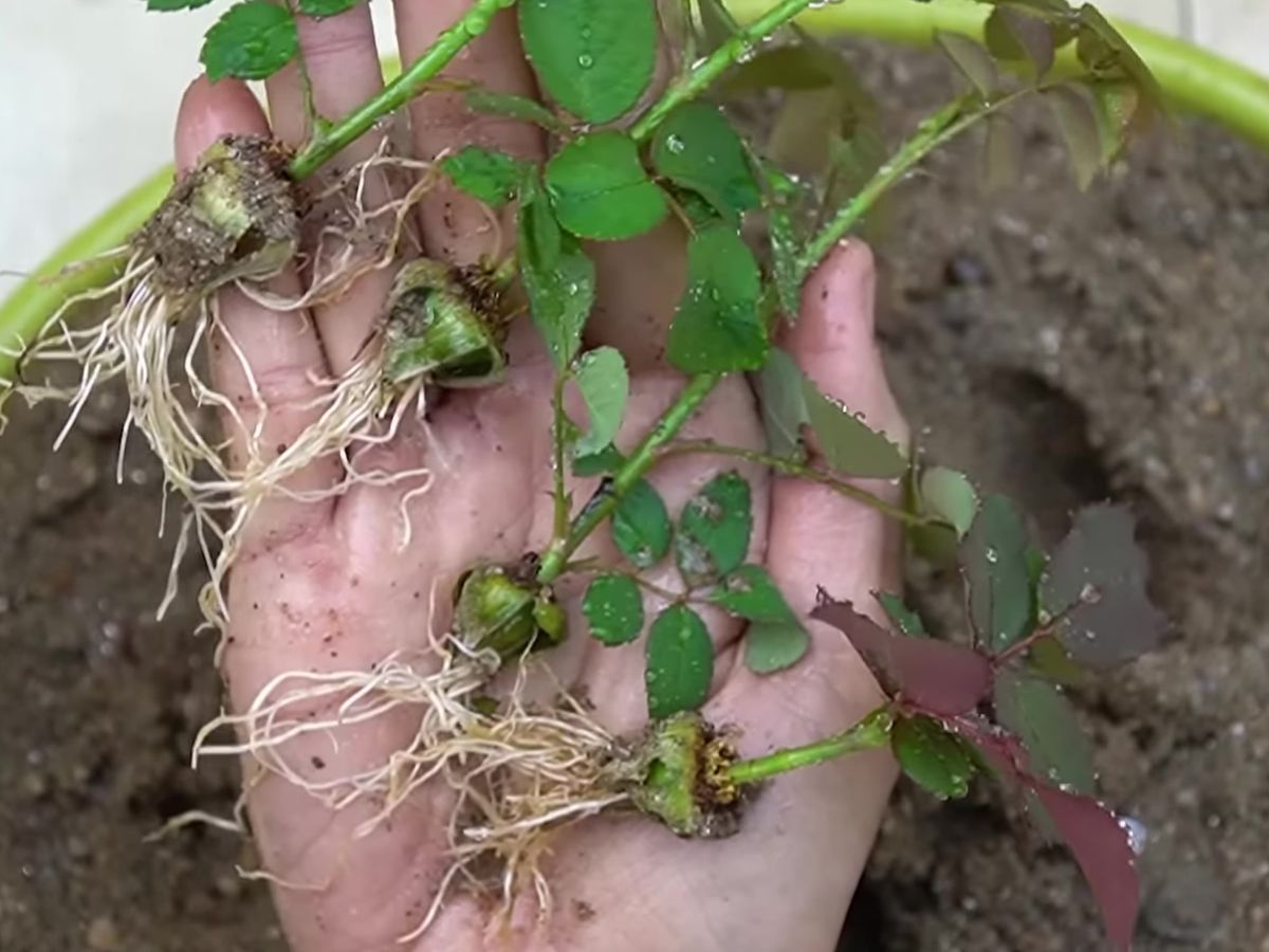 From Bud to Bloom: How to Grow Roses Successfully - Complete Gardening