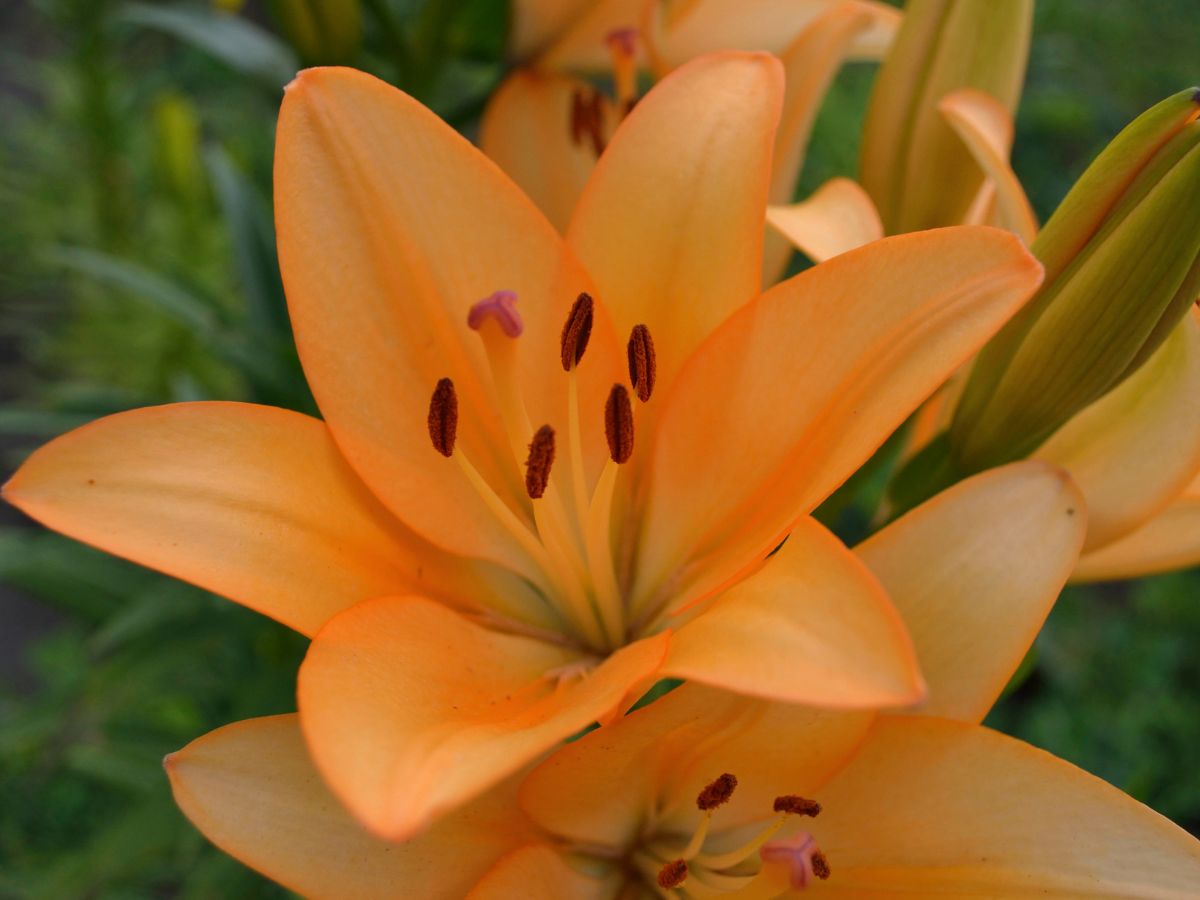 Orange Lilies Made Easy: A Step-by-Step Guide - Complete Gardening