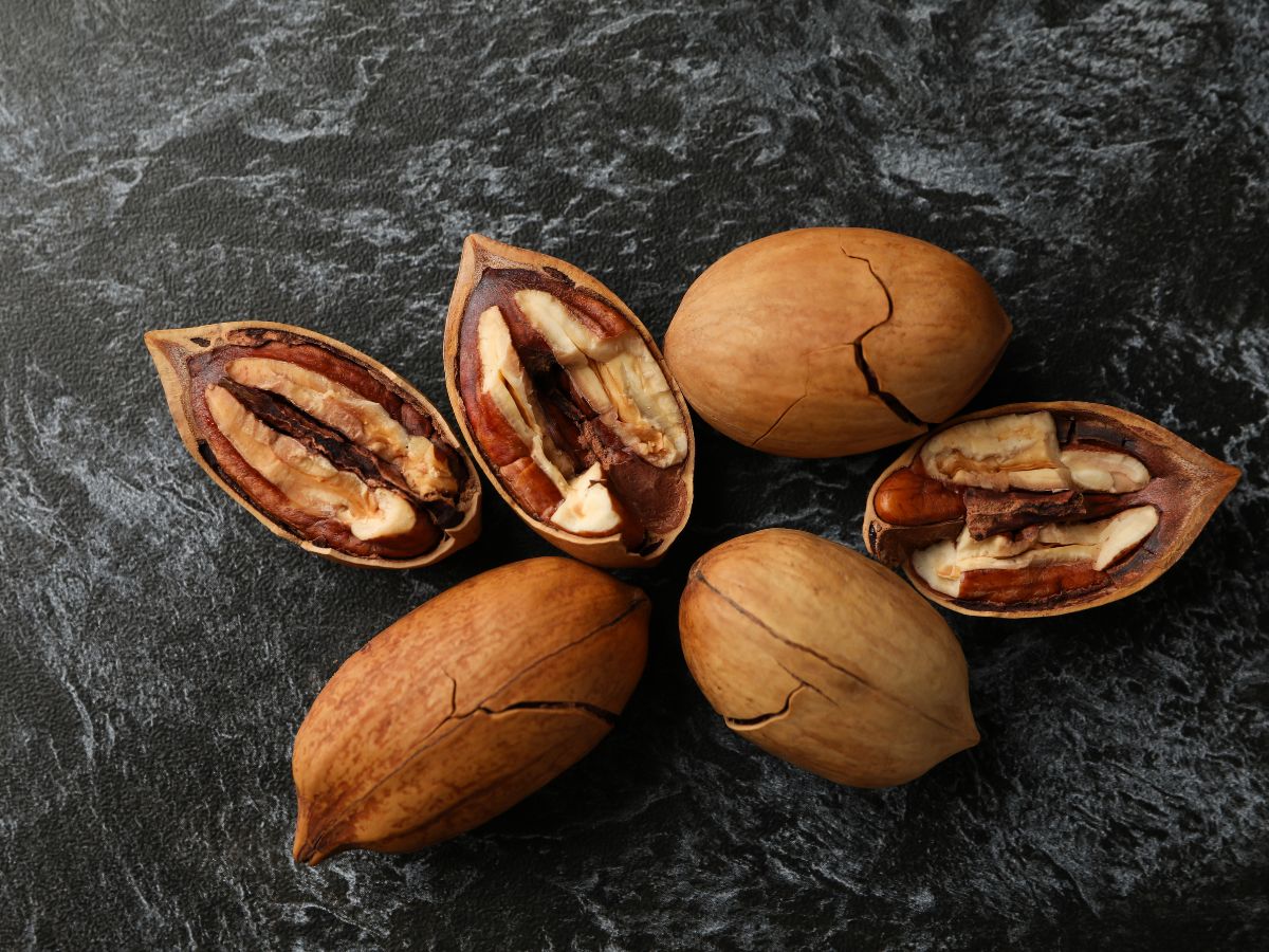 Autumn's Wild Harvest: 15 Nuts to Gather in Fall - Complete Gardening