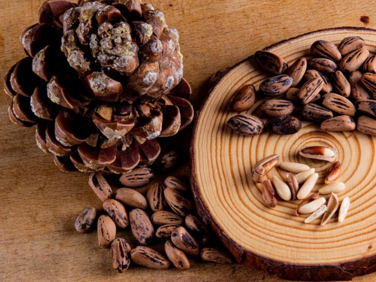 Autumn's Wild Harvest: 15 Nuts to Gather in Fall - Complete Gardening