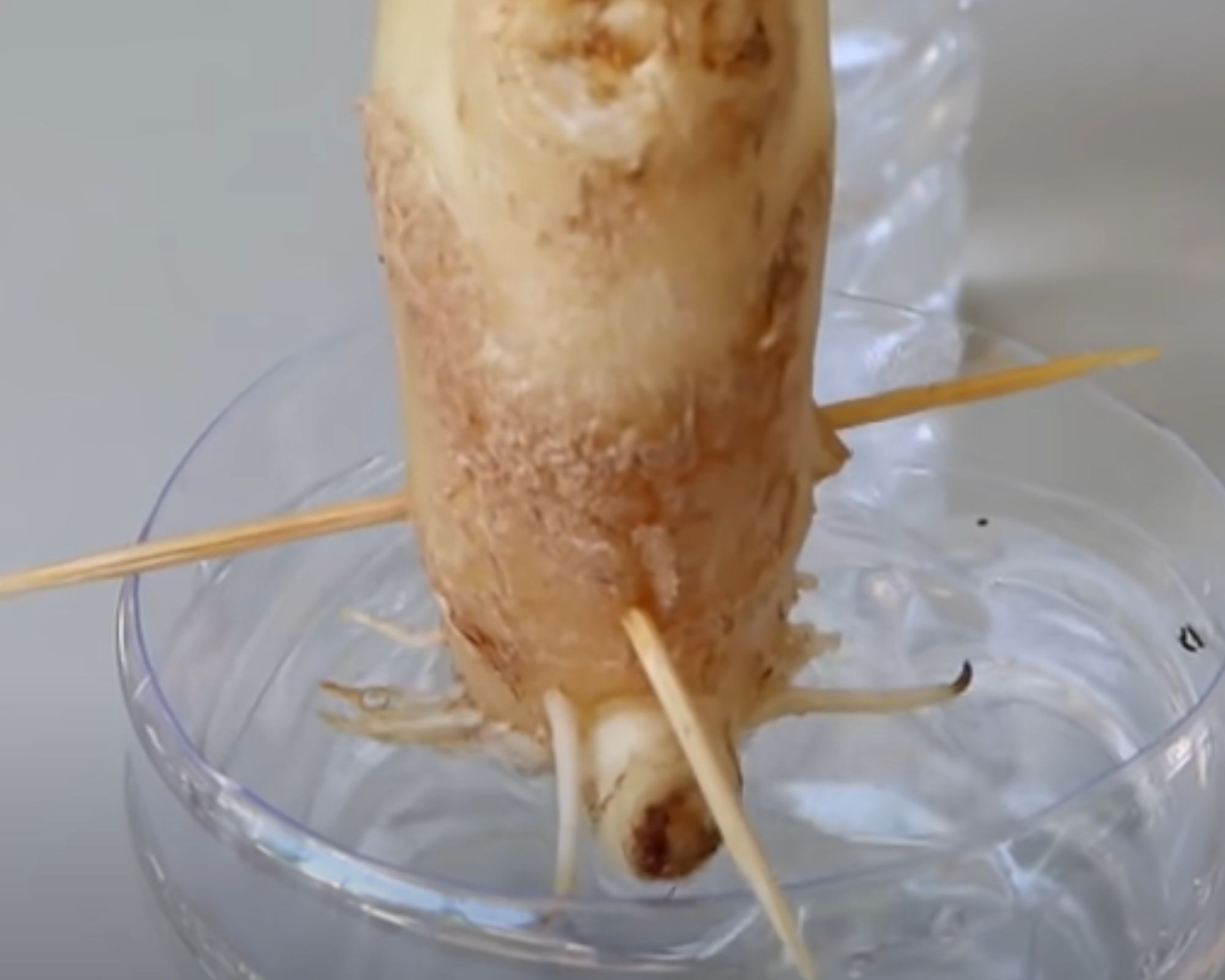 Ginger in Water: Can You Really Grow It Indoors? - Complete Gardening
