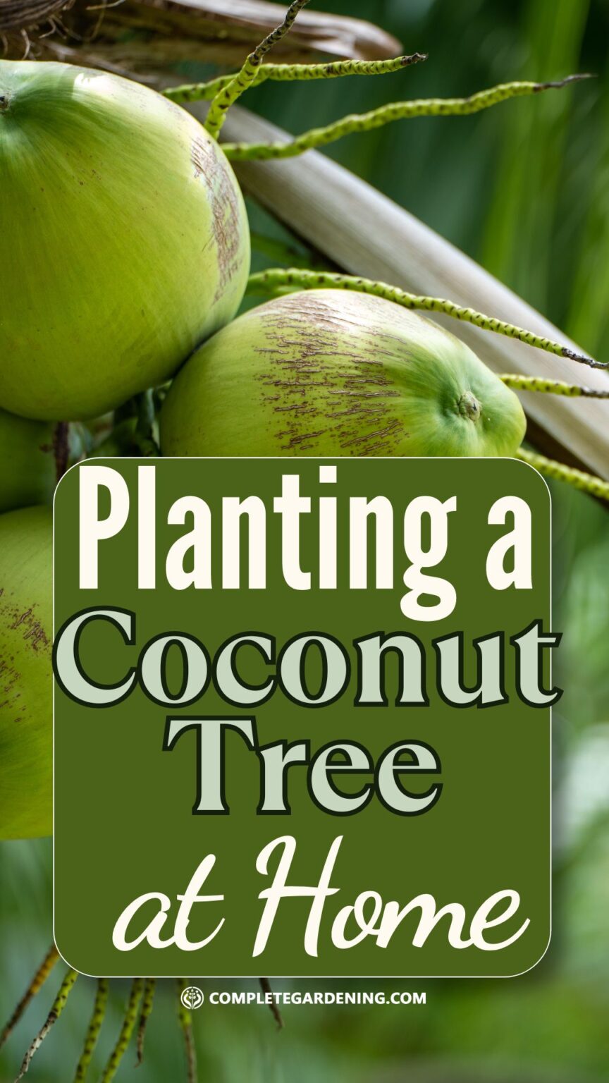 Planting a Coconut Tree at Home: From Seed to Palm - Complete Gardening
