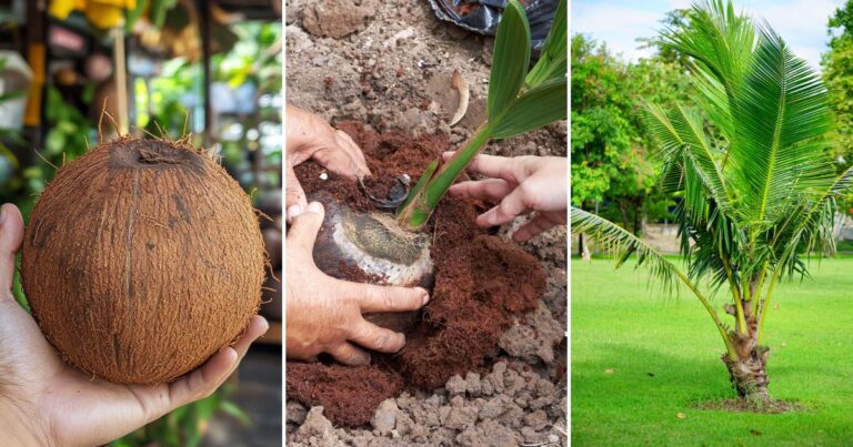 Planting a Coconut Tree at Home: From Seed to Palm - Complete Gardening