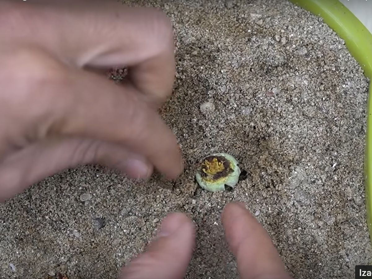 From Bud to Bloom: How to Grow Roses Successfully - Complete Gardening