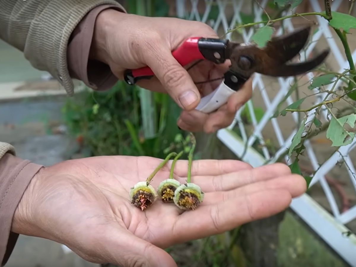 From Bud to Bloom: How to Grow Roses Successfully - Complete Gardening