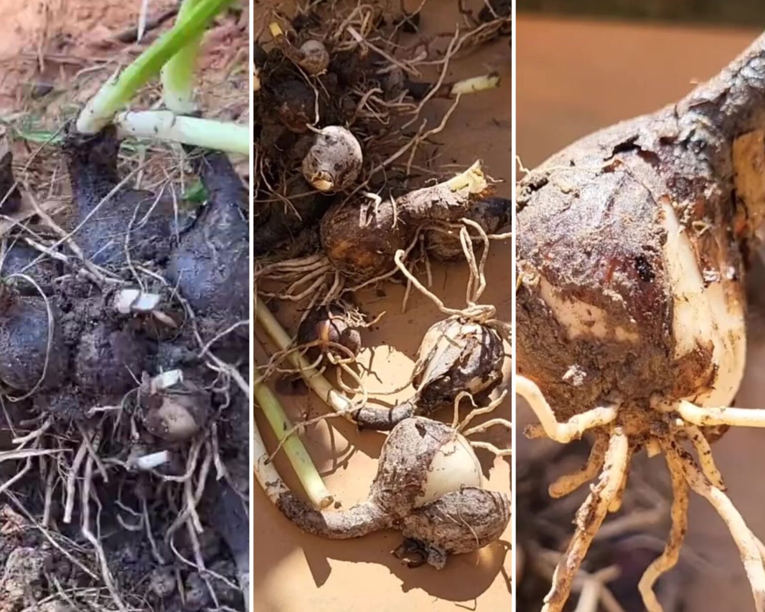 Red Spider Lilies: Unlock Their Full Potential! - Complete Gardening