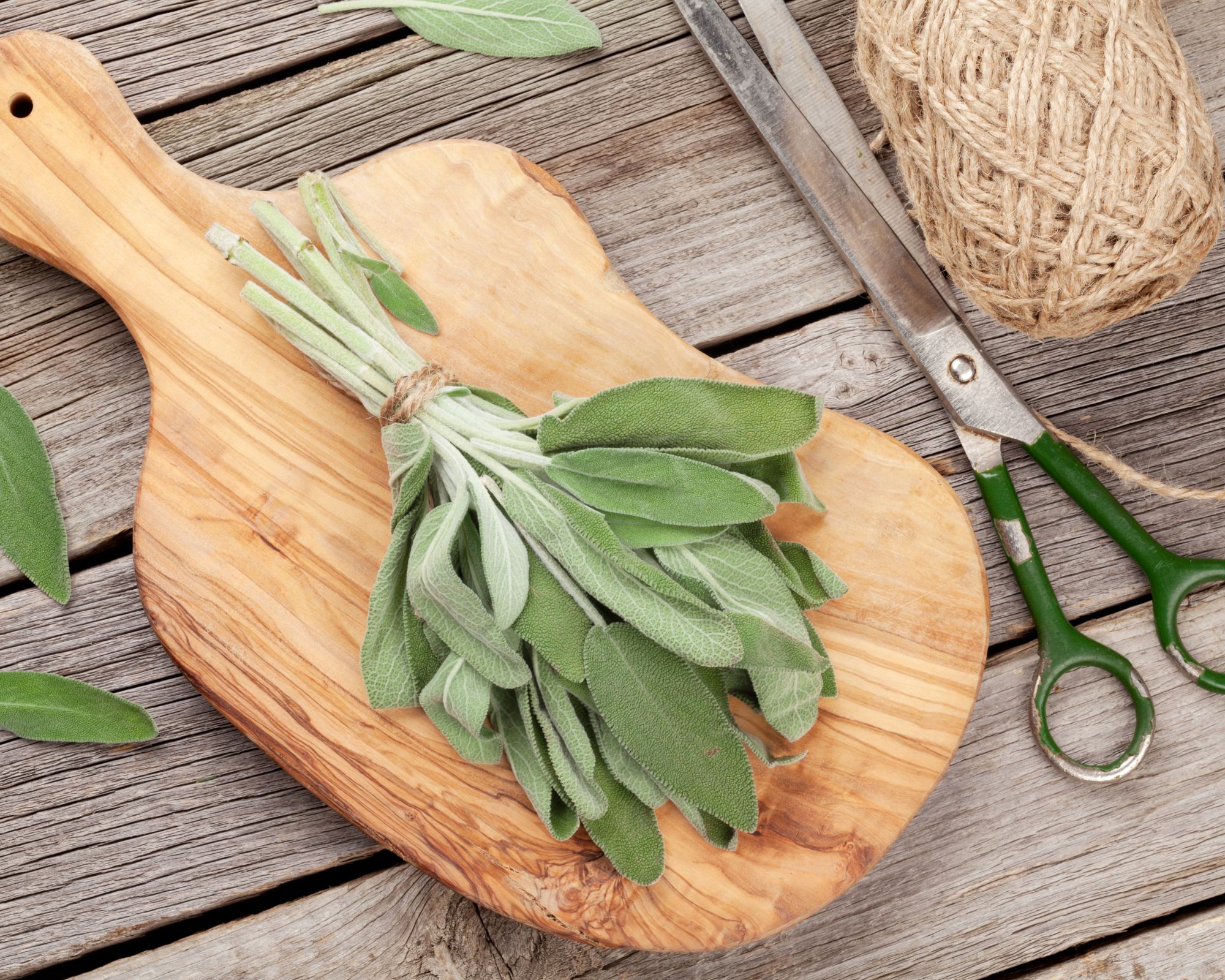 Is Your Sage Ready to Harvest? When and How to Do It Right - Complete ...