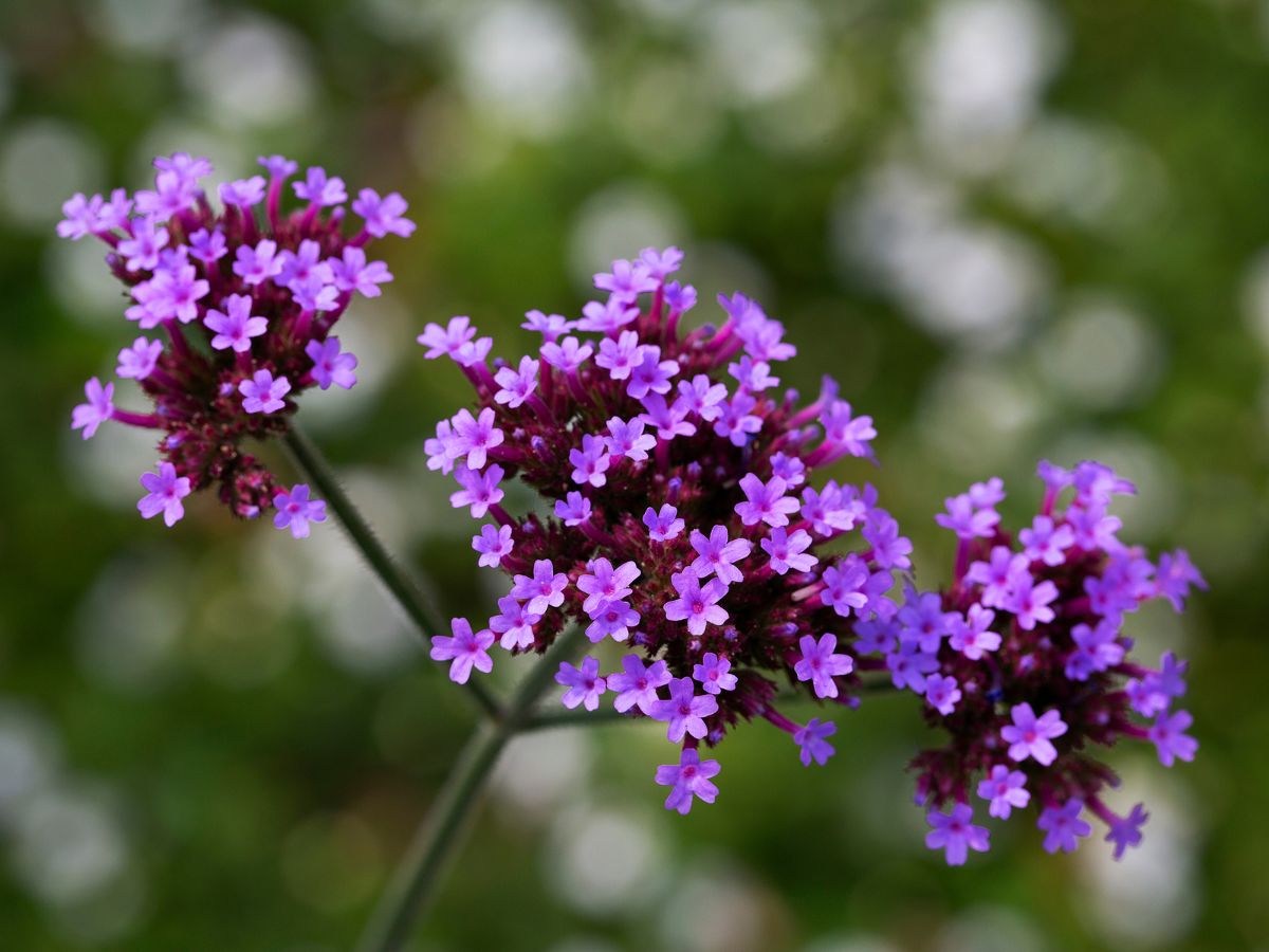 Nature's Autumn Palette: 34 Native Flowers Bringing Gardens to Life - Complete Gardening