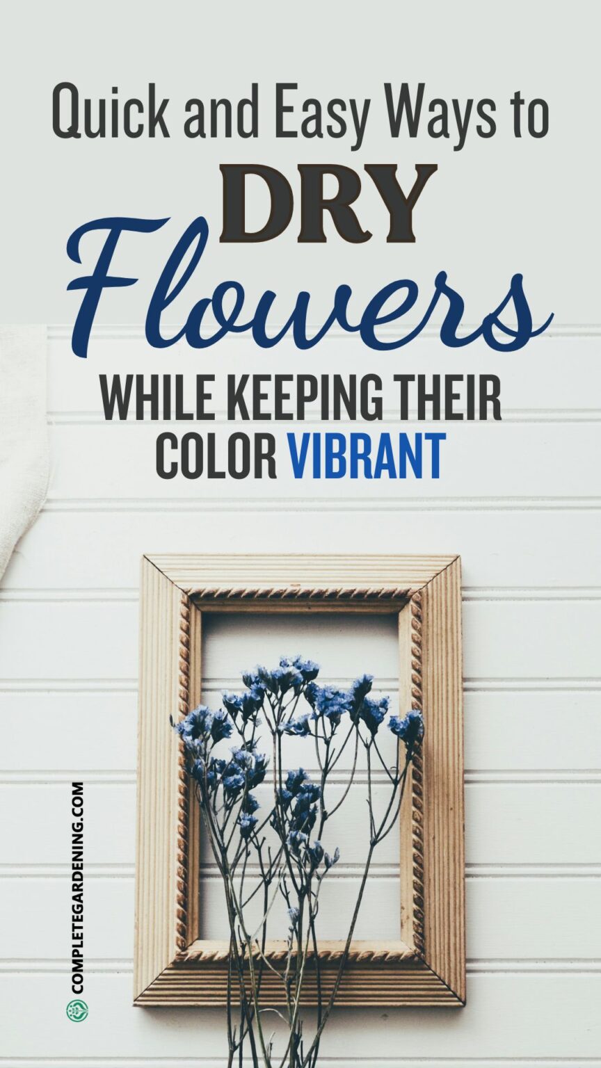 Quick and Easy Ways to Dry Flowers While Keeping Their Color Vibrant ...