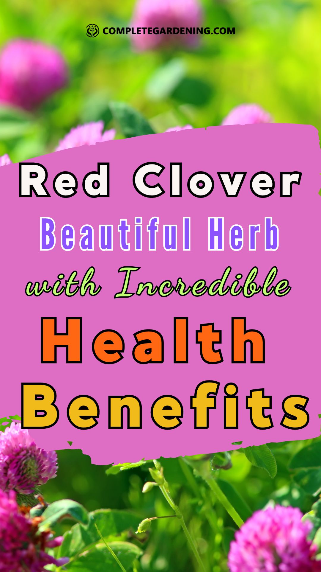 Red Clover: A Beautiful Herb with Incredible Health Benefits - Complete ...