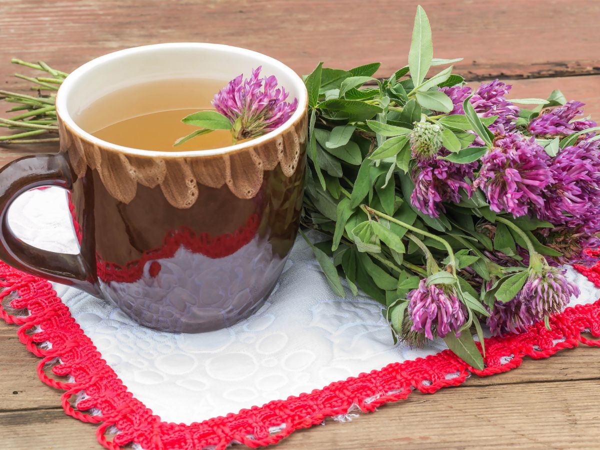 Red Clover: A Beautiful Herb with Incredible Health Benefits - Complete ...