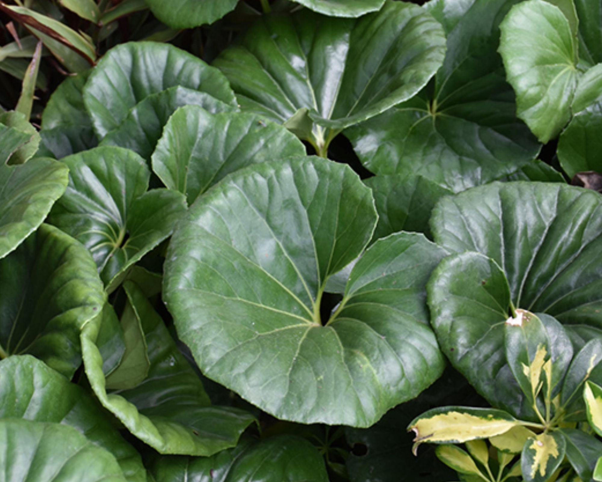 Giant Leopard Plant: The Unexpected Beauty Your Garden Needs - Complete ...