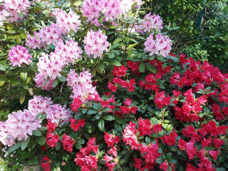 Toxic Blooms: 35 Flowers That Can Be Dangerous - Complete Gardening