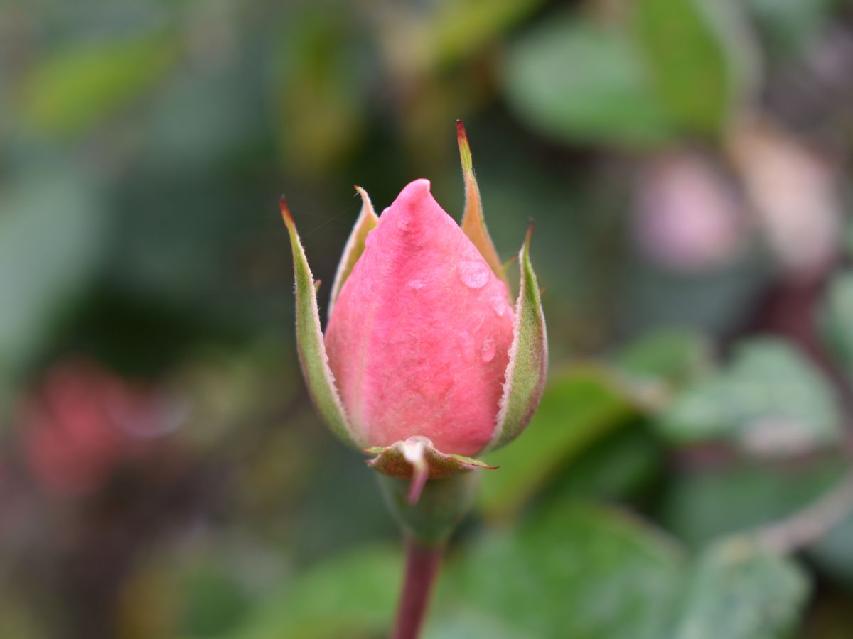 From Bud to Bloom: How to Grow Roses Successfully - Complete Gardening