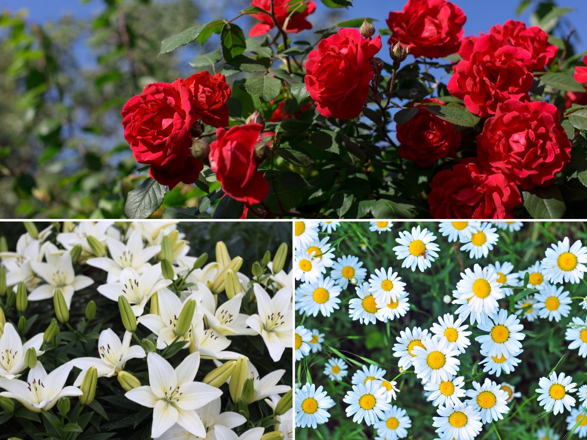 A Timeless Bouquet: The Art of Preserving Flowers in Oil - Complete ...