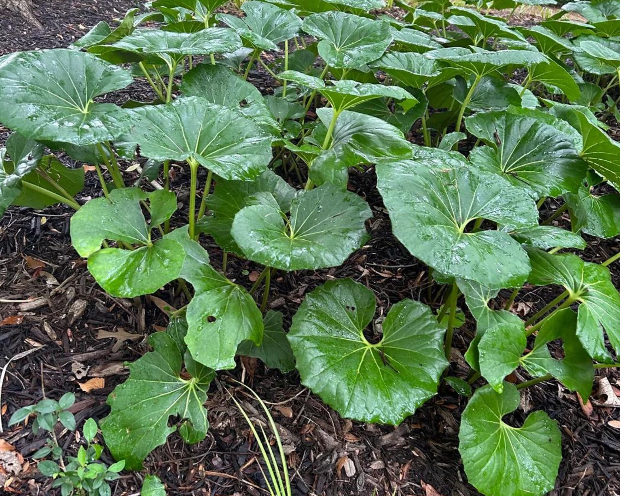 Giant Leopard Plant: The Unexpected Beauty Your Garden Needs - Complete ...