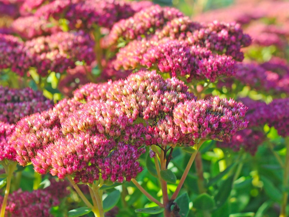 No Deadheading Required: 20 Effortless Flowers for Your Garden ...