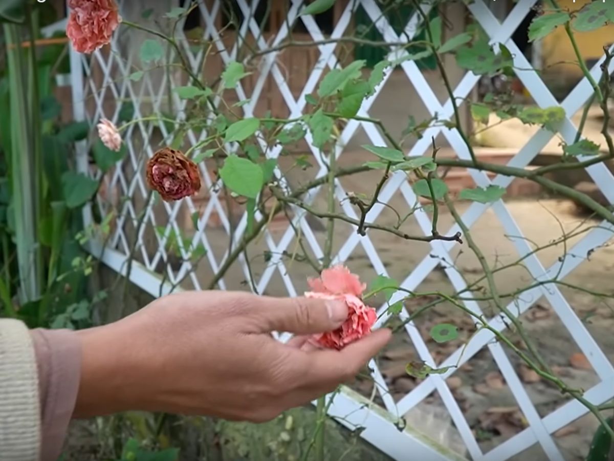 From Bud to Bloom: How to Grow Roses Successfully - Complete Gardening