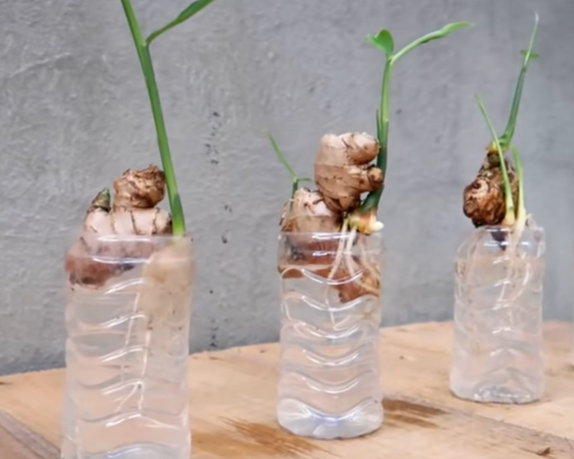 Ginger in Water: Can You Really Grow It Indoors? - Complete Gardening