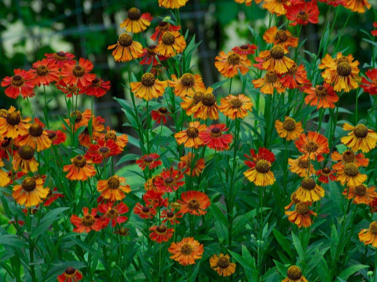 Nature's Autumn Palette: 34 Native Flowers Bringing Gardens to Life ...